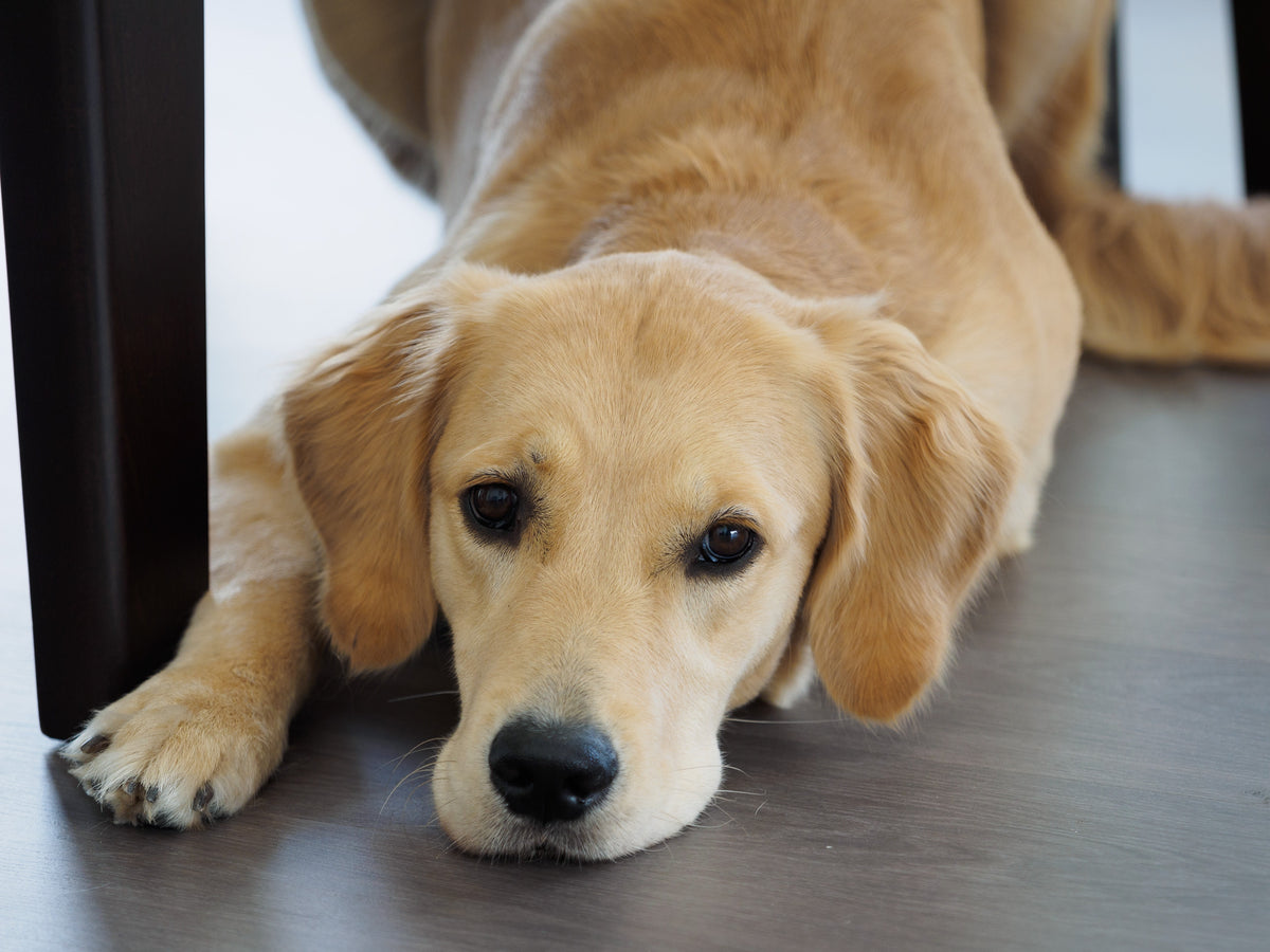 Canine Melanoma | Oncotect | Oncotect