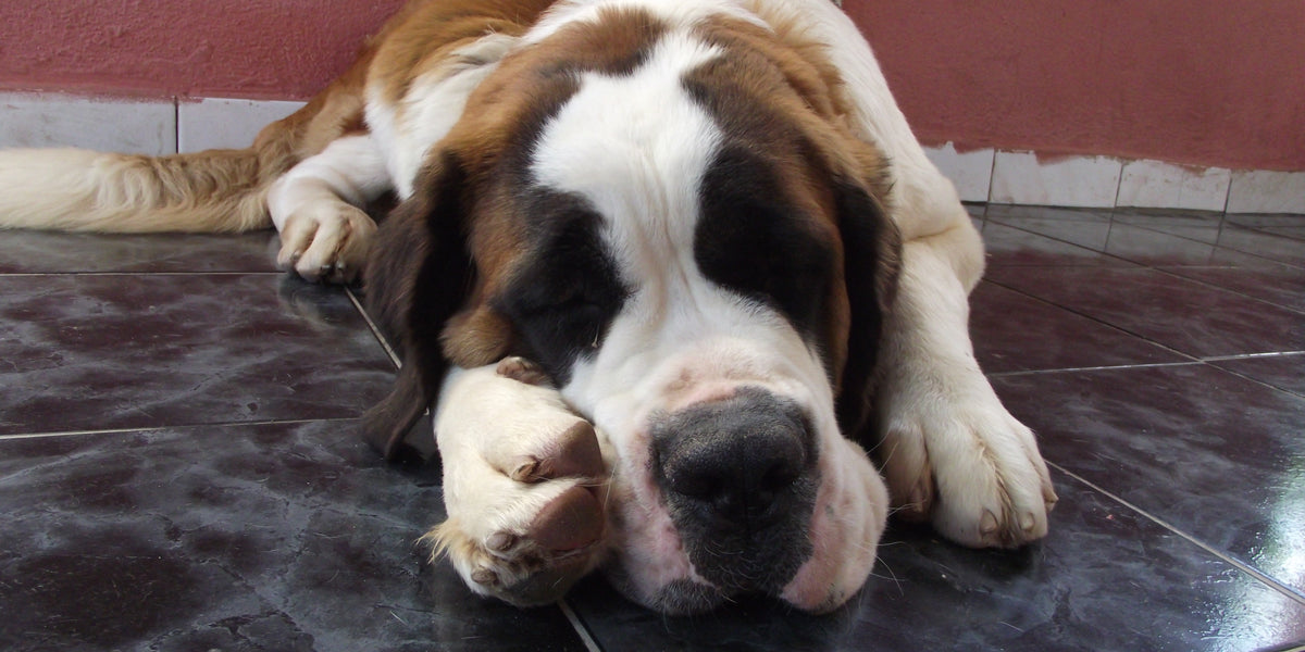 Complementary and Alternative Therapies: Enhancing Canine Cancer ...