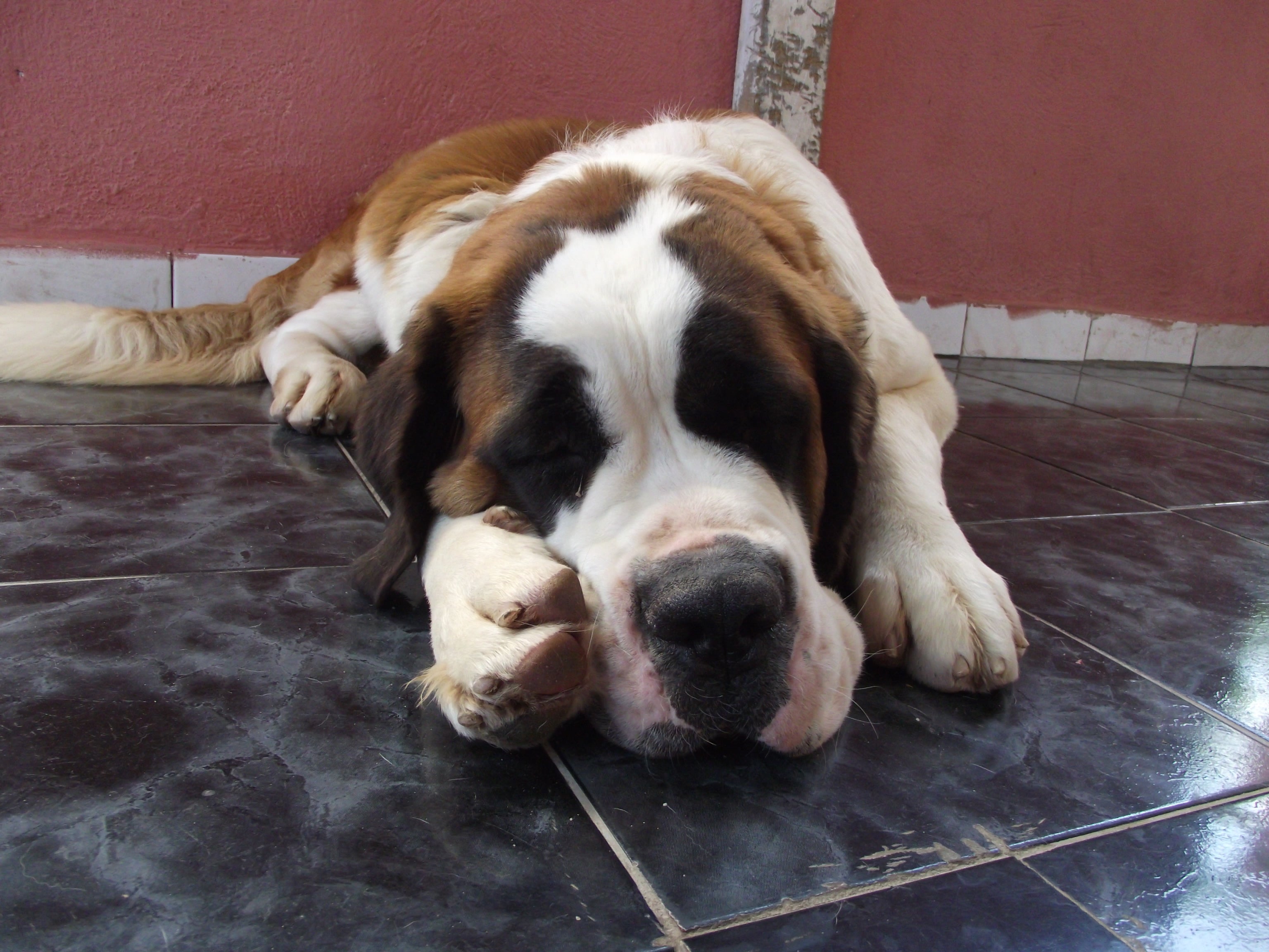 Complementary and Alternative Therapies: Enhancing Canine Cancer ...