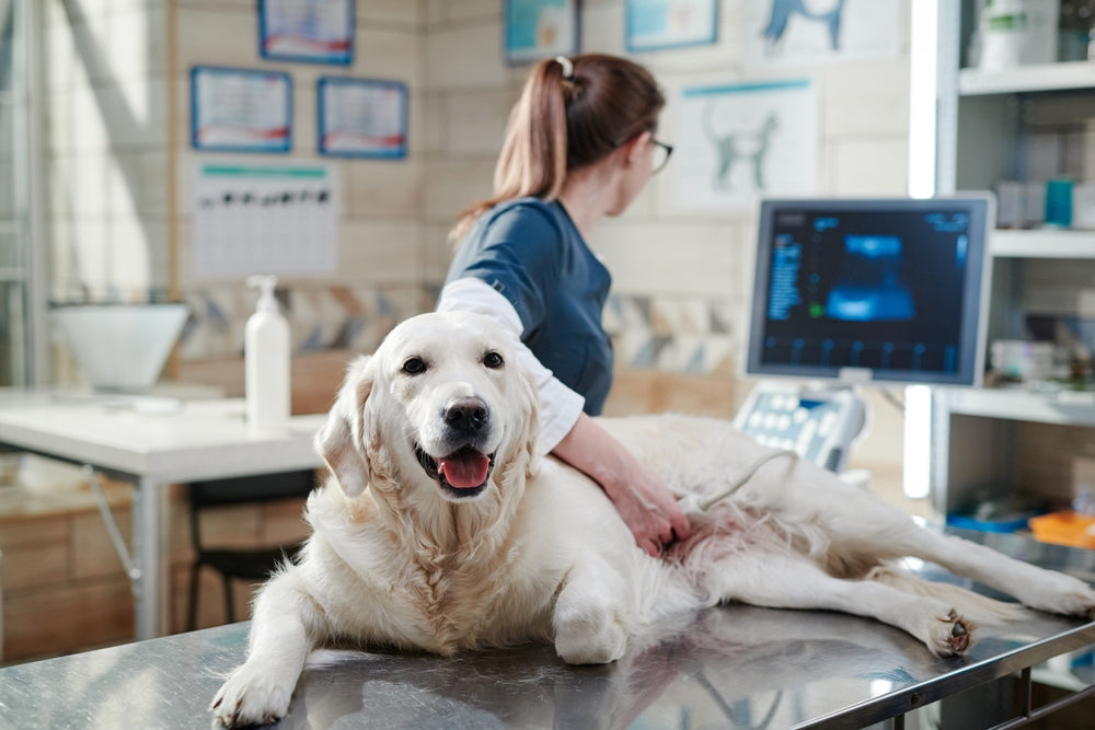Canine Bladder Cancer: What You Need to Know | Oncotect