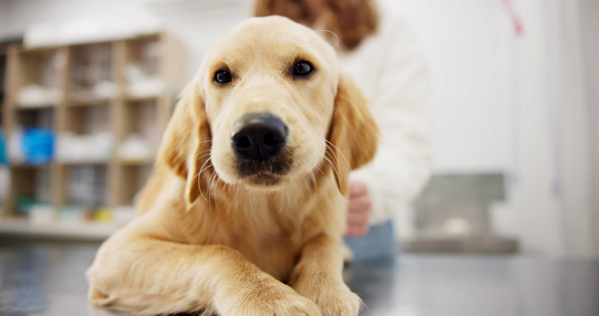 Canine Abdominal Tumors: Spotlight on Splenic Cancer in Dogs | Oncotect
