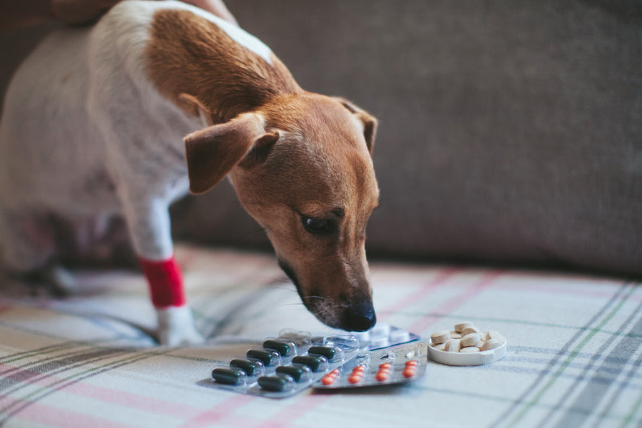 Tagamet & Benadryl Dosing for Dogs: Cancer Symptom Management | Oncotect