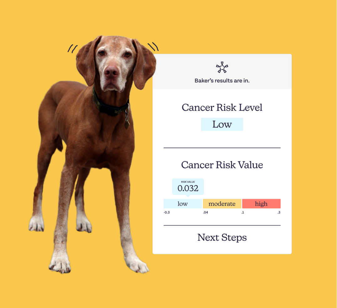 At-Home Dog Cancer Screening Test by Oncotect, Fast & Accurate Results ...